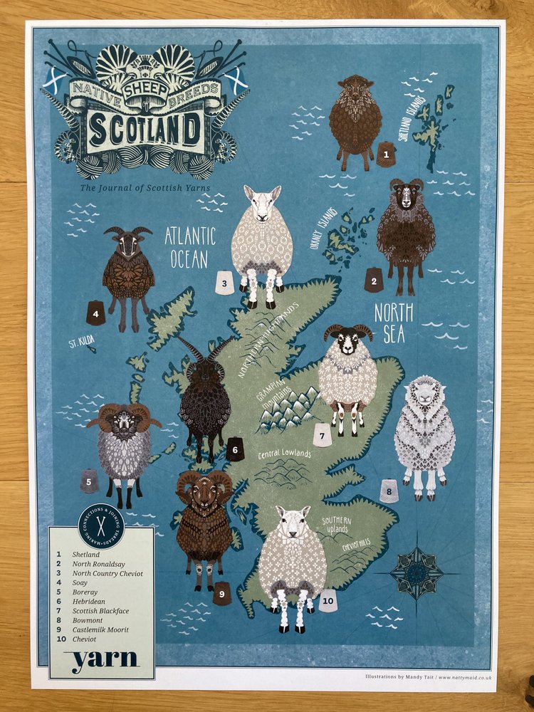 A3 PRINT OF SCOTTISH NATIVE SHEEP BREEDS BY THE JOURNAL OF SCOTTISH YA ...
